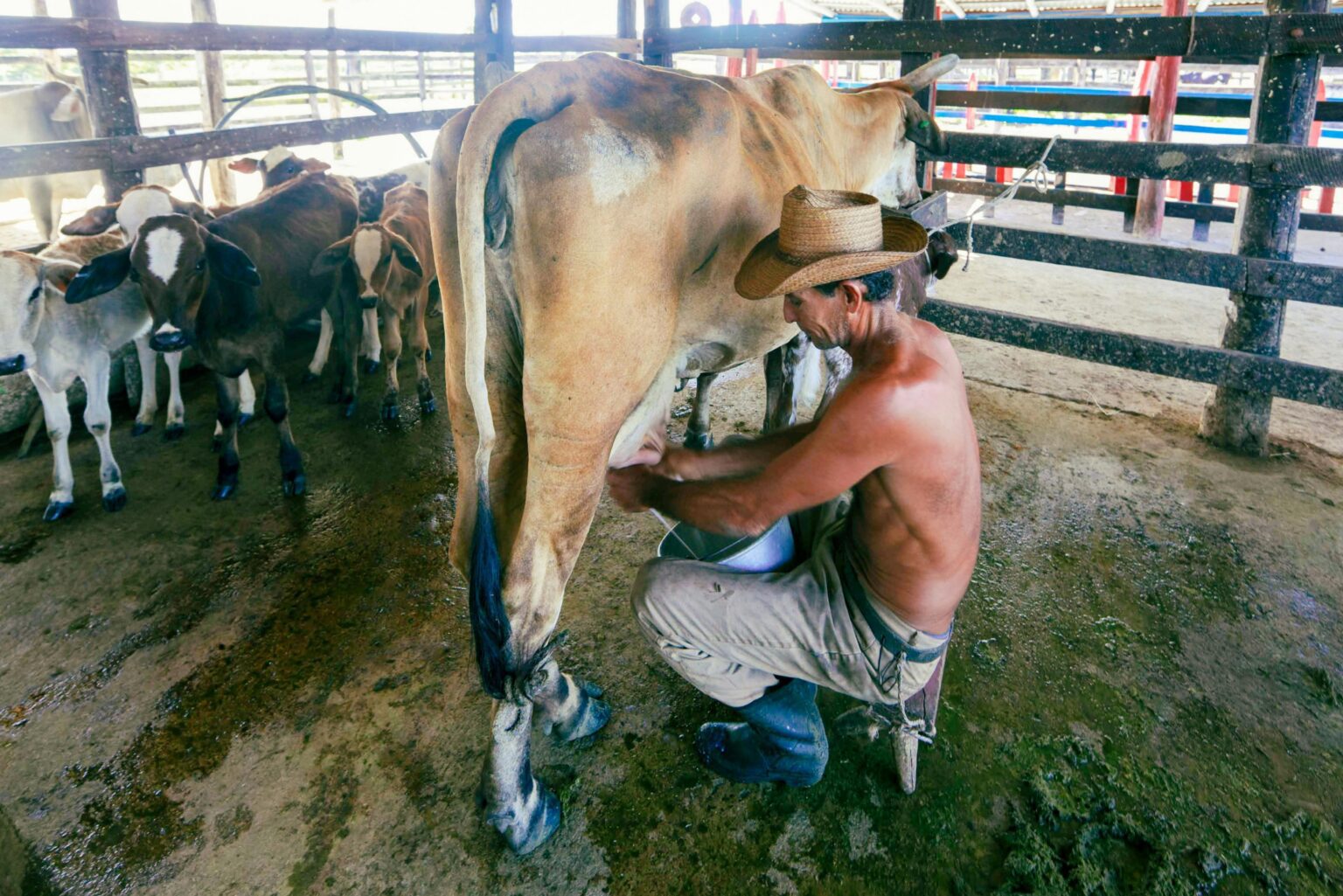 Priority Topics | STAR-IDAZ