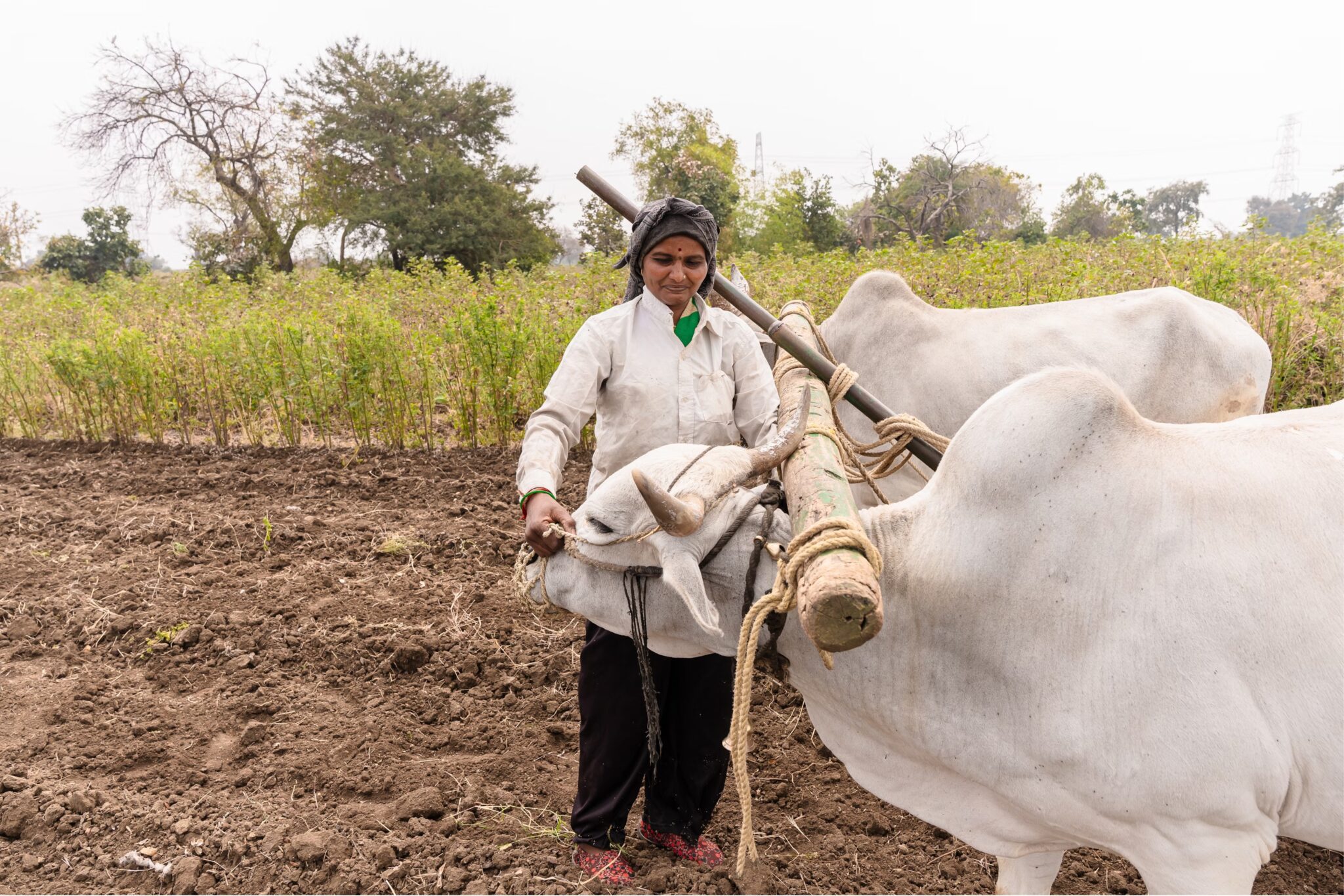 Priority Topics | STAR-IDAZ